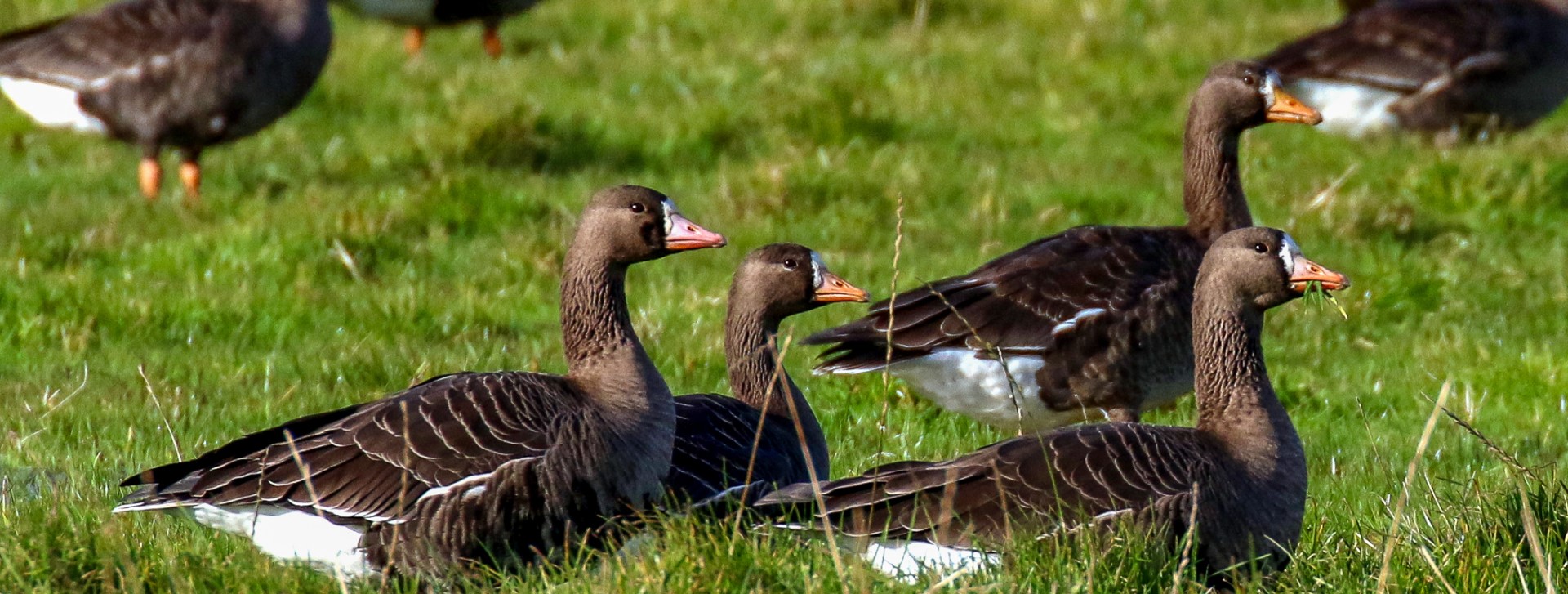 Bird Watching Ireland, Birding Wexford Wildfowl Reserve