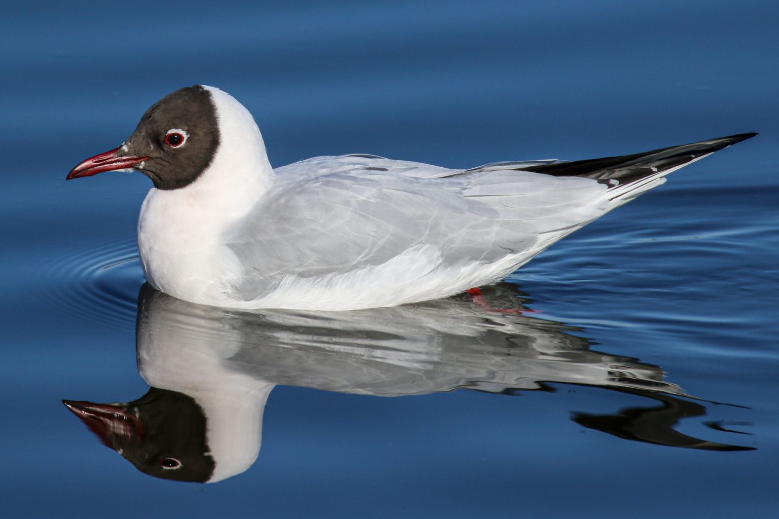 Gulls of Ireland, Seagulls Ireland, Gulls that visit Ireland