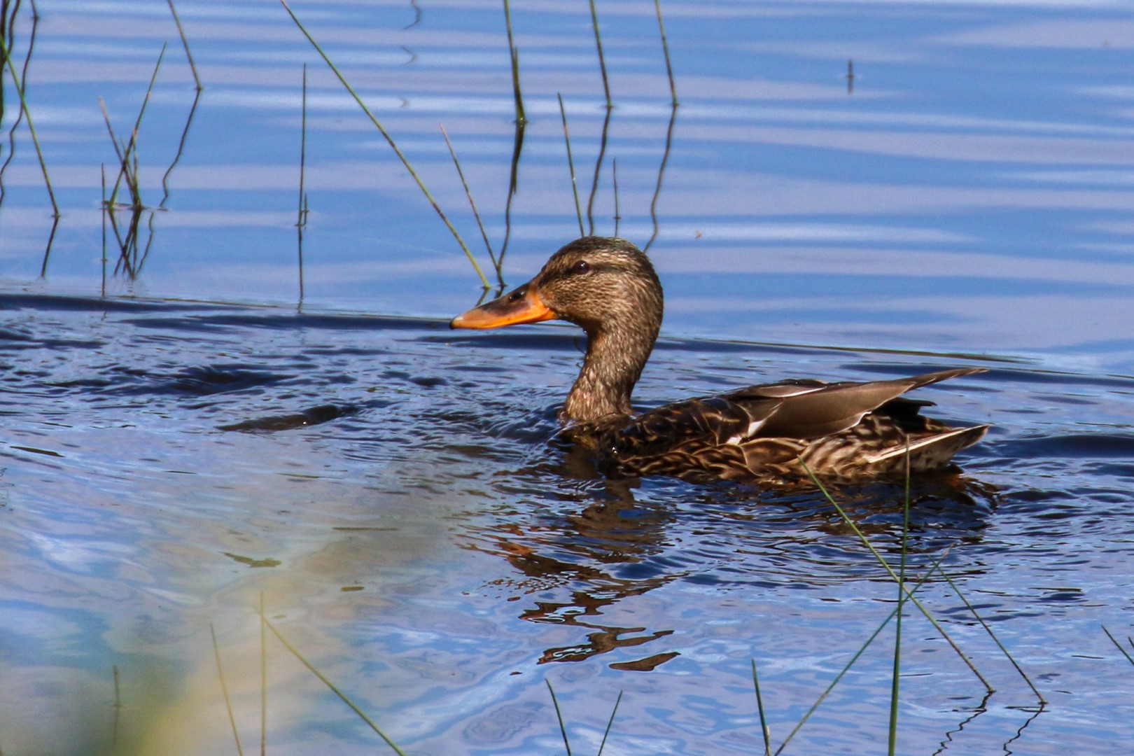 Bird Watching Ireland | Bird Watching Bohernabreena Dublin