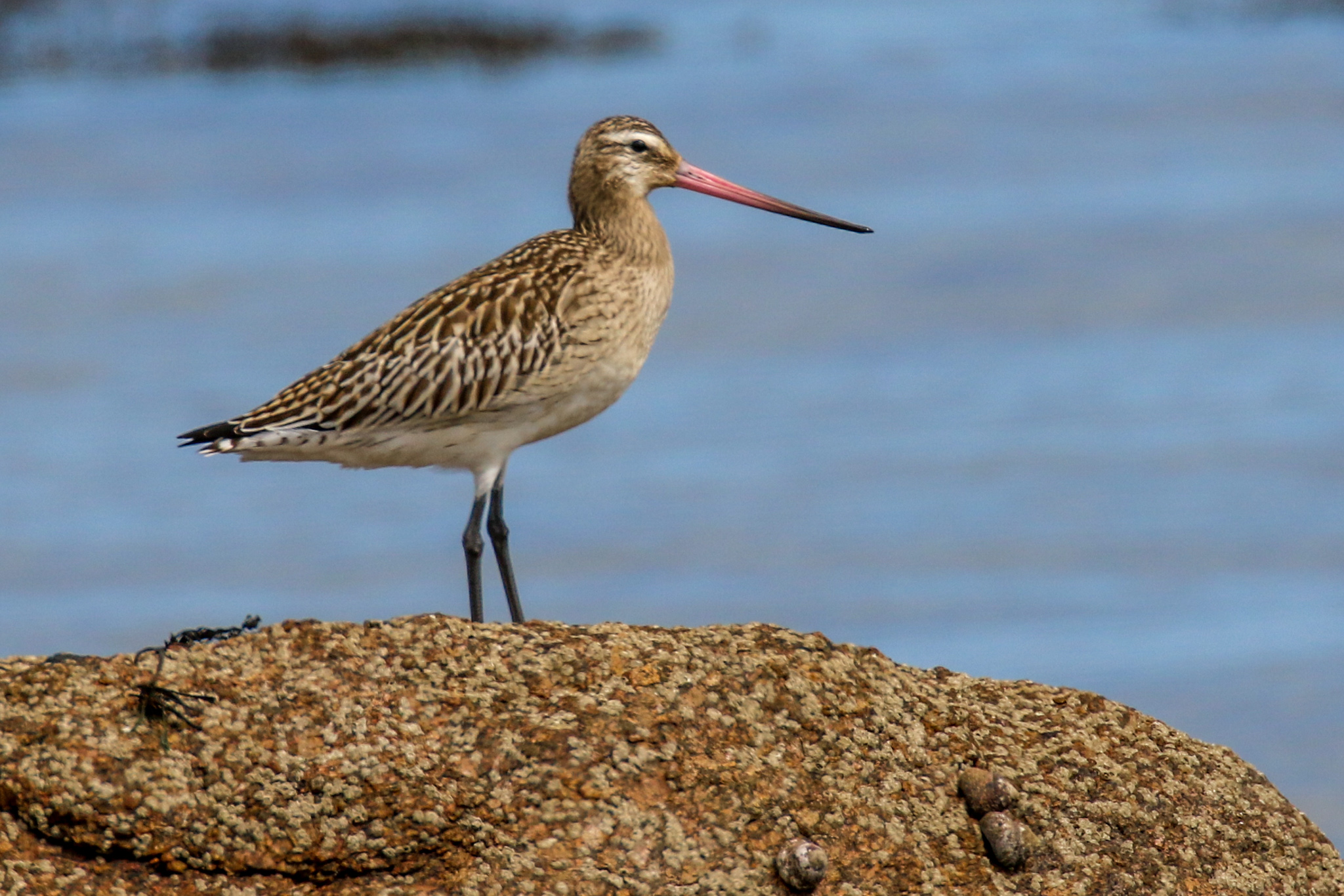 The birds of Ireland A to Z, List of birds in Ireland A to Z