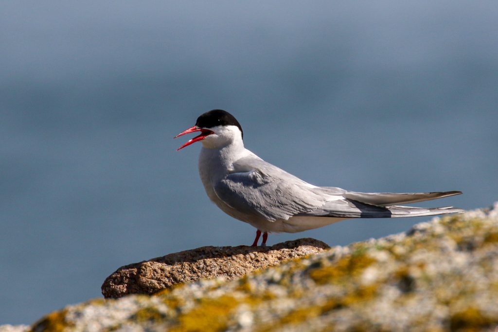 Go Birding in Dublin, 33 Bird Watching sites in Dublin