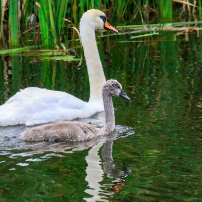 Bird Watching Ireland | Bird Watching Kildare | River Barrow