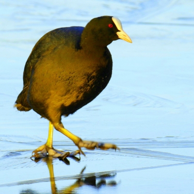 Bird Watching Ireland, Birding Ireland & Bird Photography
