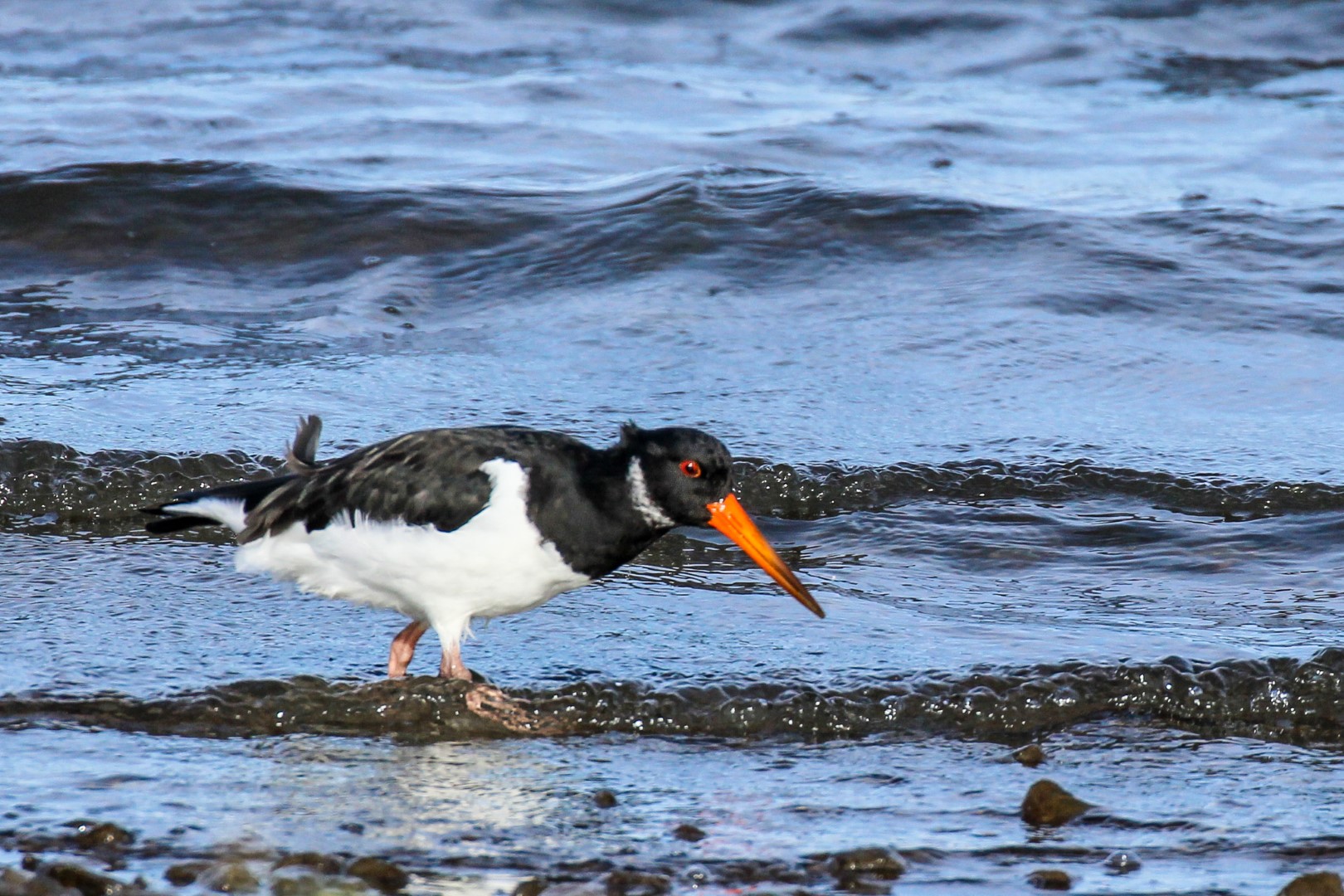 Bird Watching Ireland, Birding Corballis Beach Dublin