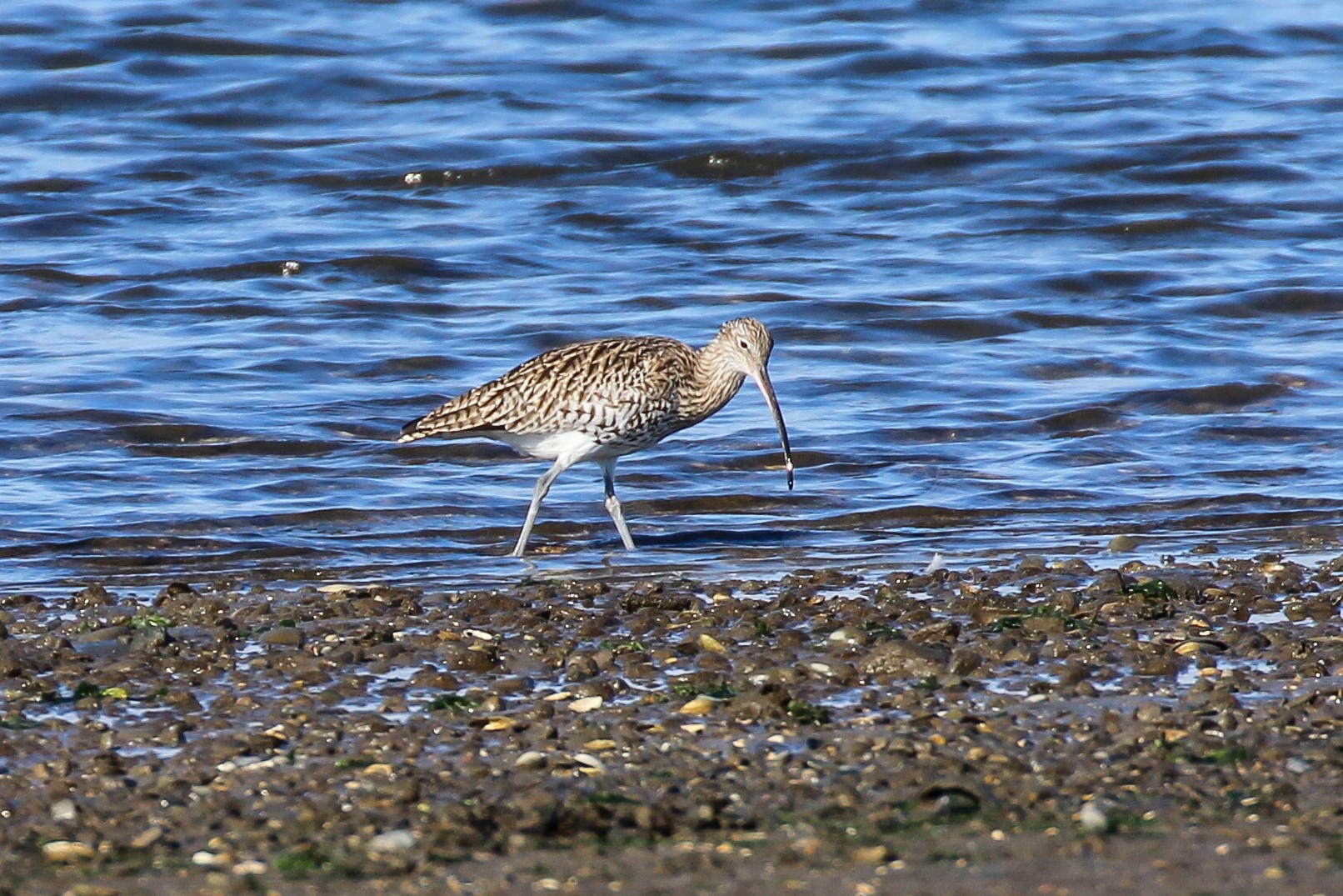 Bird Watching Ireland, Birding Corballis Beach Dublin