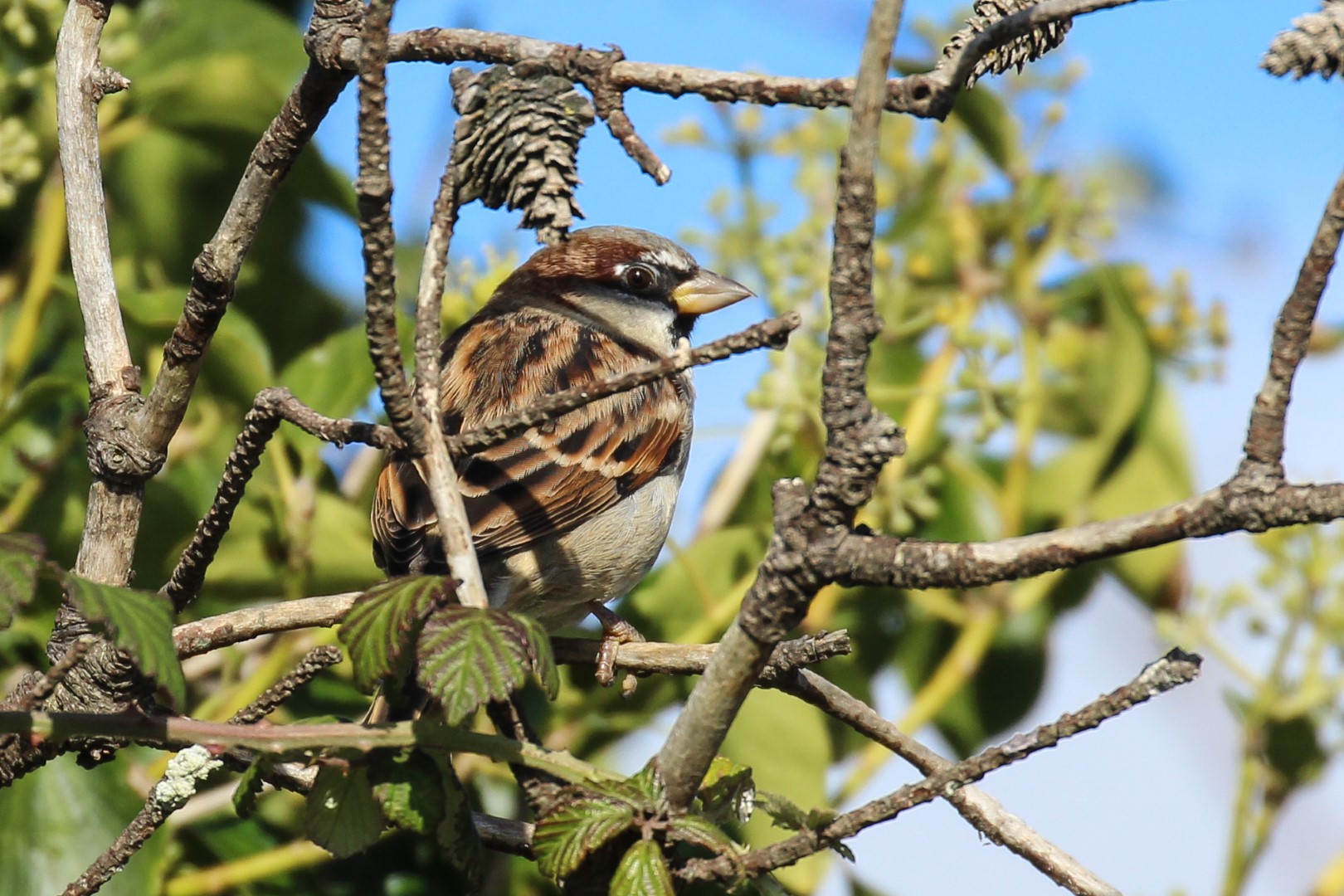 Bird Watching Ireland, Birding Corballis Beach Dublin