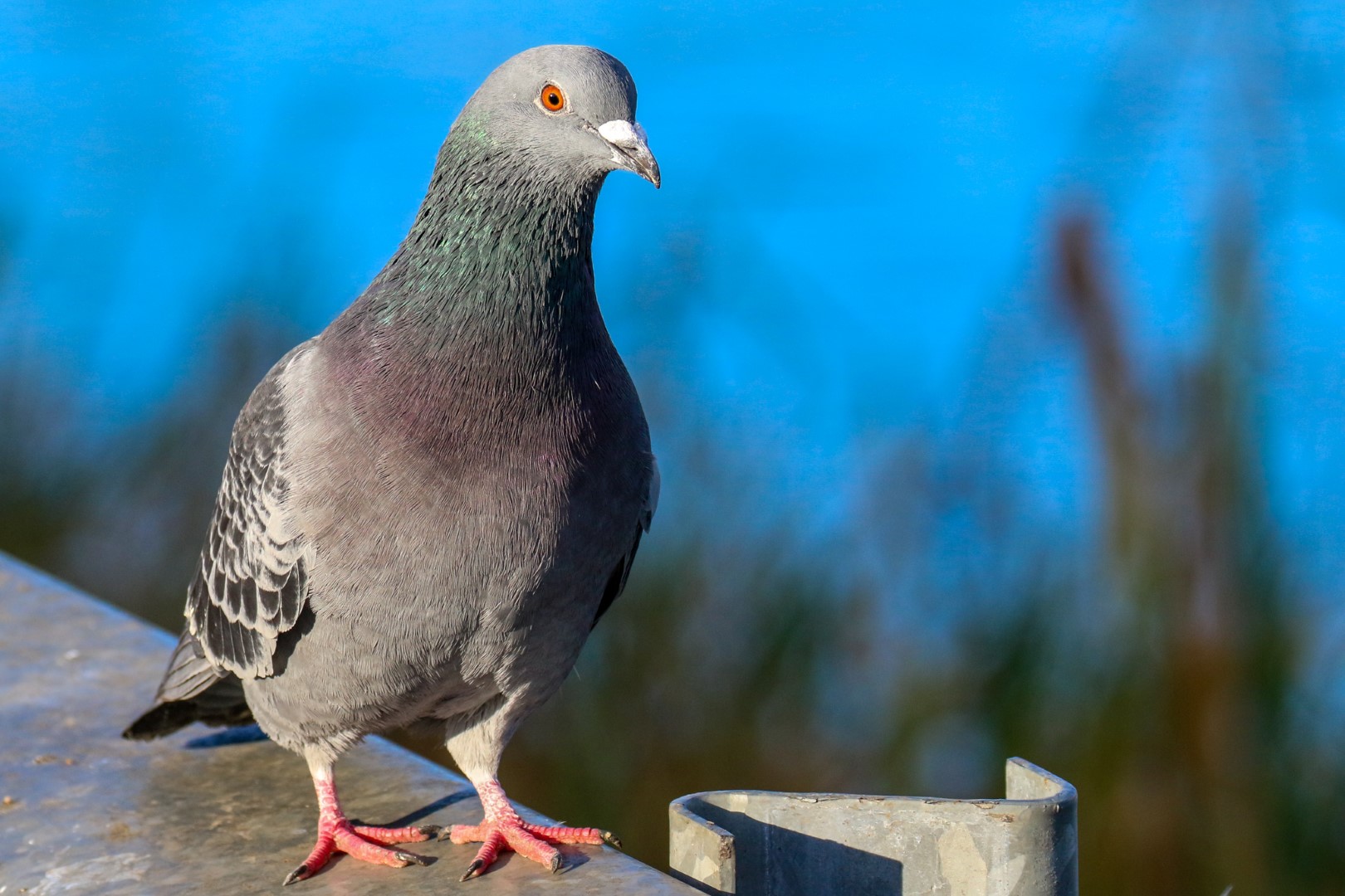 Bird Watching Ireland | Bird Watching Royal Canal Dublin