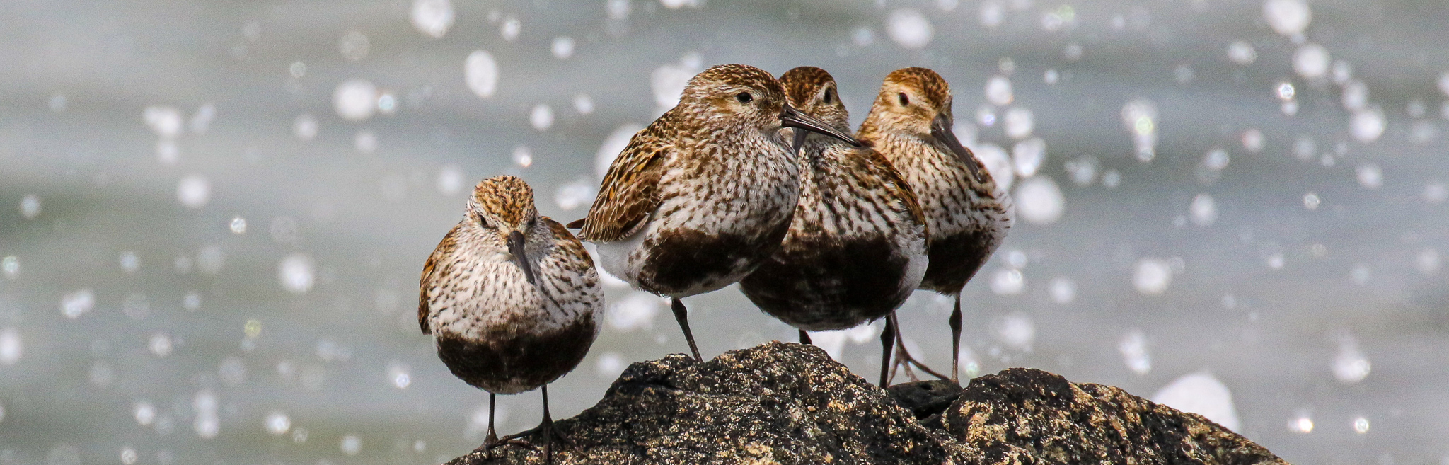 Bird Watching Ireland | Bird Watching Kilmore Quay Wexford