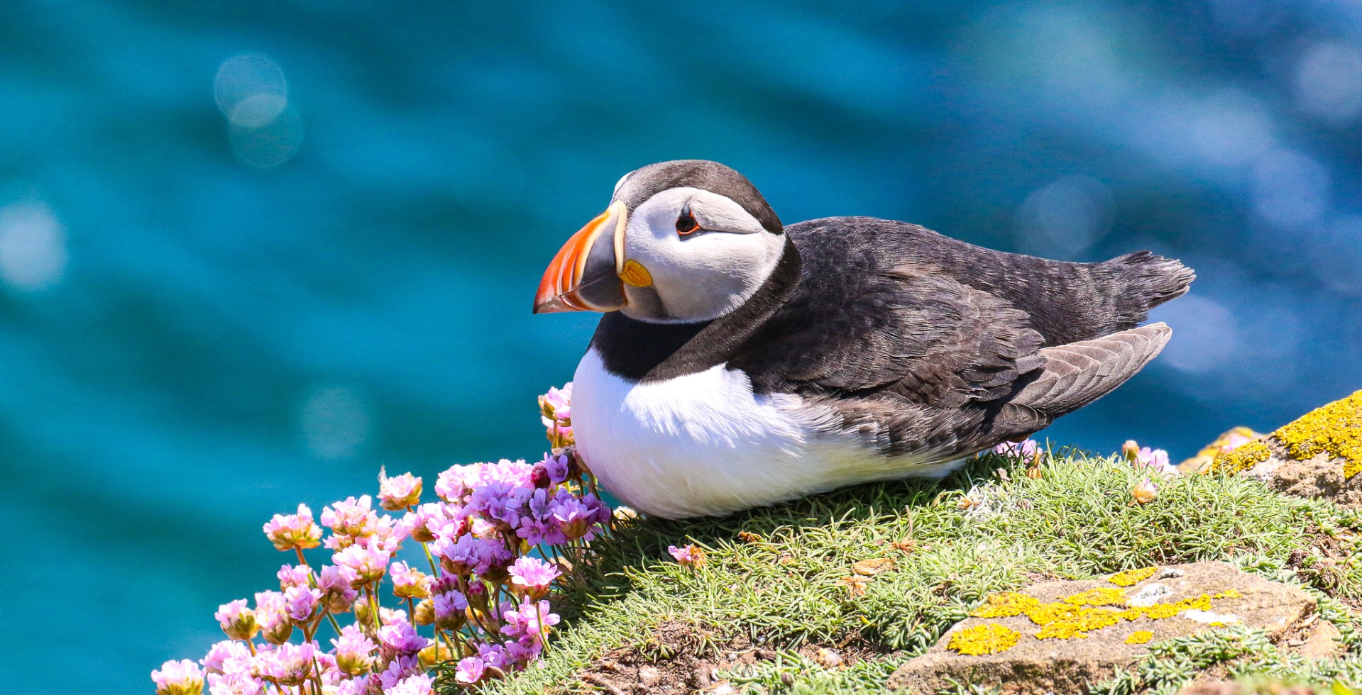 Bird Watching Ireland, Birding Ireland & Bird Photography