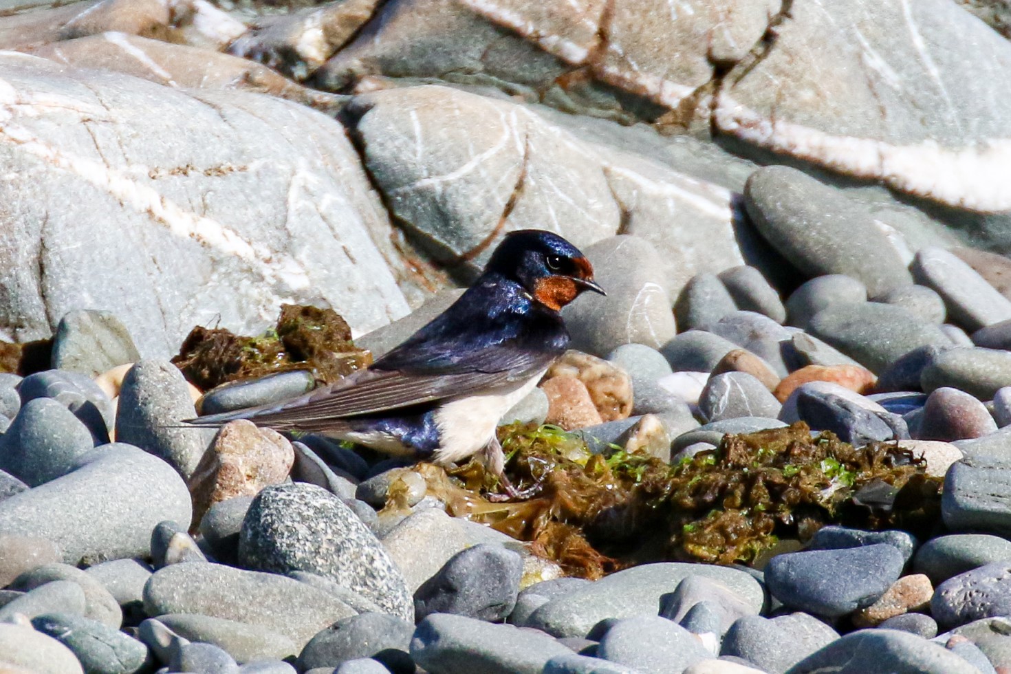 Bird Watching Salterstown Pier in County Louth, Ireland