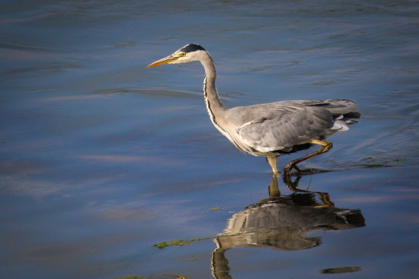 Bird Watching Ireland | Bird Watching Dun Laoghaire Harbour