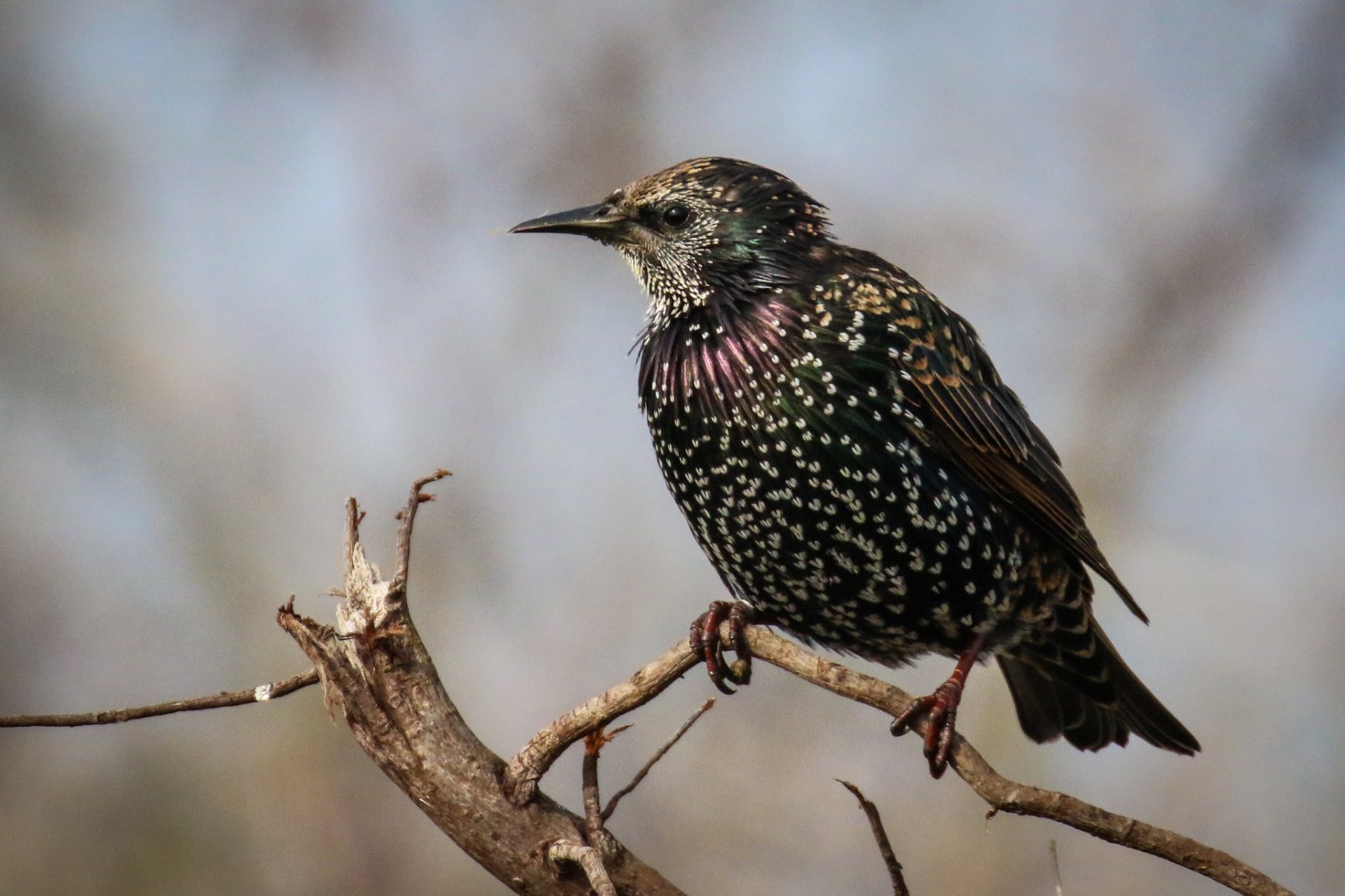 Bird Watching Ireland | Bird Watching Dun Laoghaire Harbour