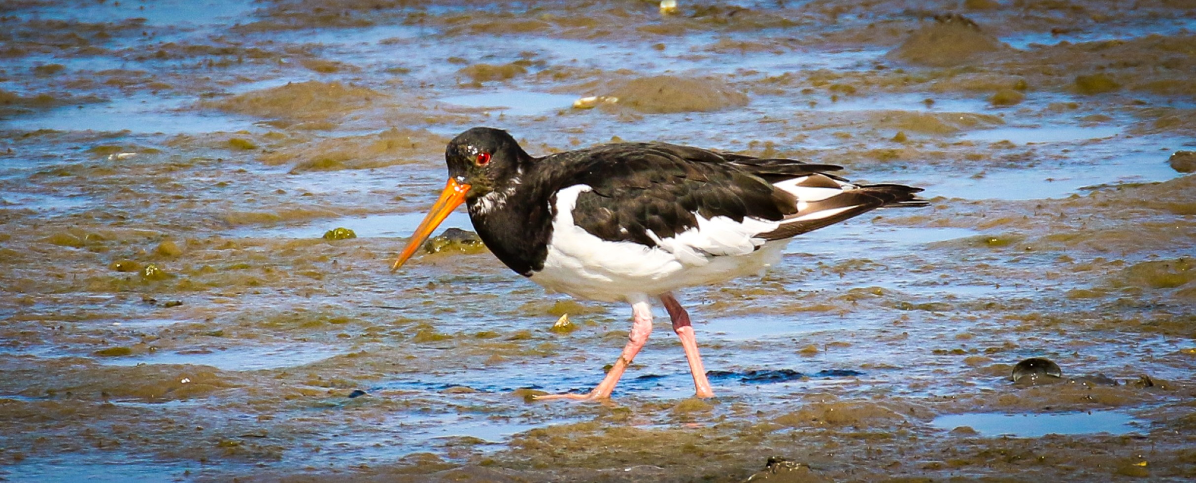 Bird Watching Baldoyle - Birdwatching Ireland