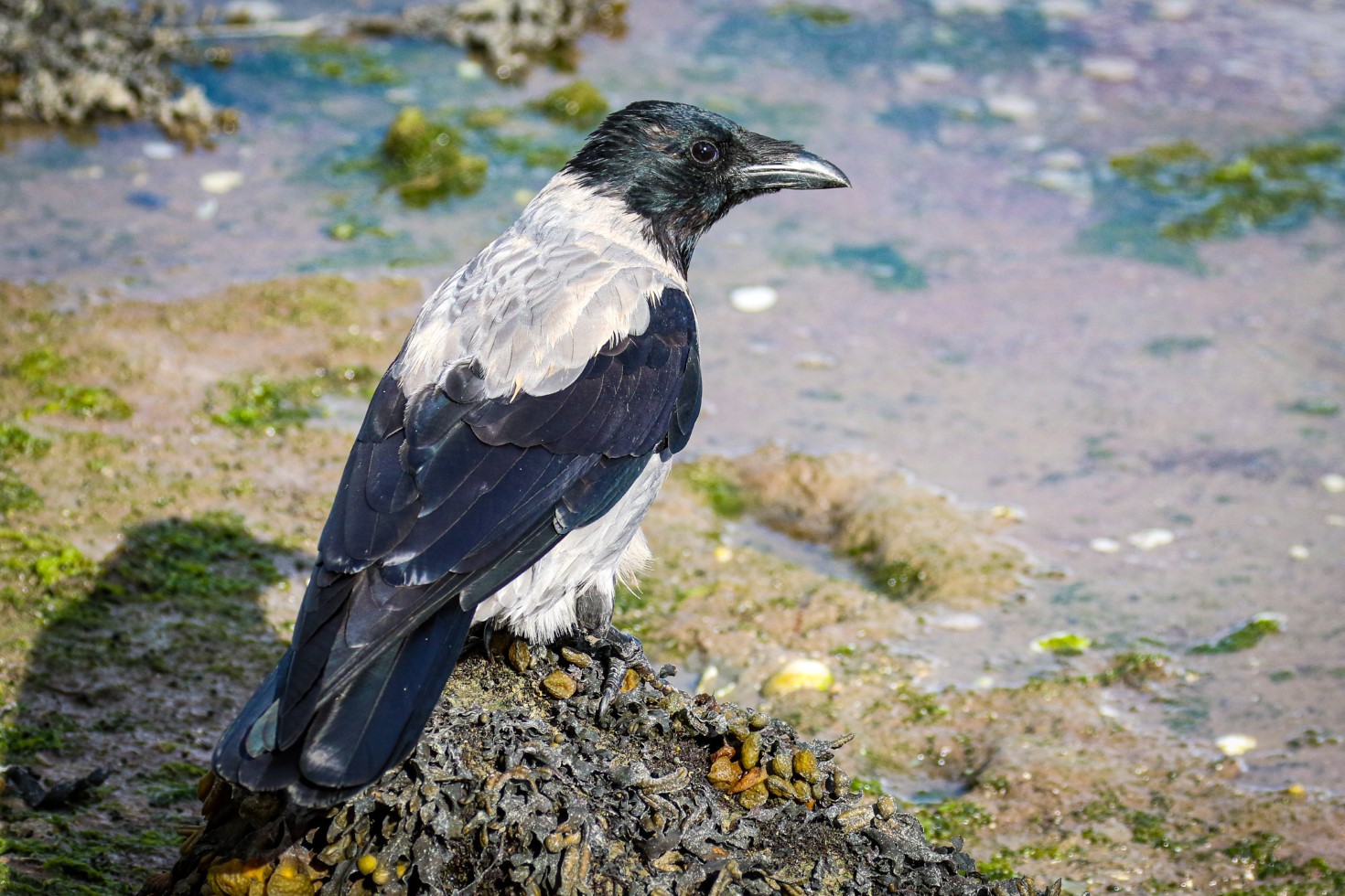 Bird Watching Cork, Birding Cork, Birding Clonakilty Estuary
