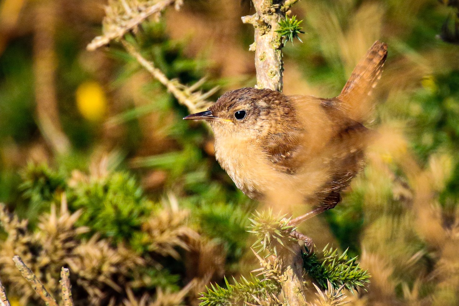 Bird Watching Ireland | Bird Watching Howth Head | Birding