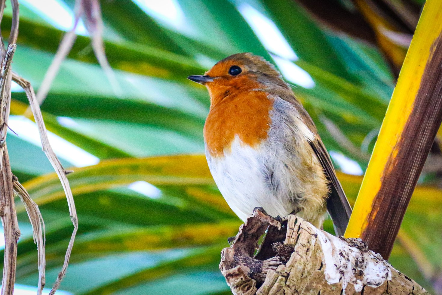 Bird Watching Cork, Birding Cork, Birding Clonakilty Estuary