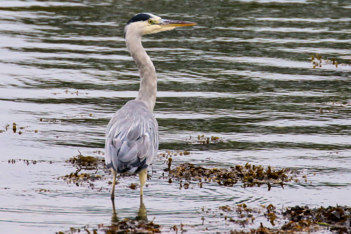 Birding Reen Pier, Bird Watching West Cork, Birding Cork