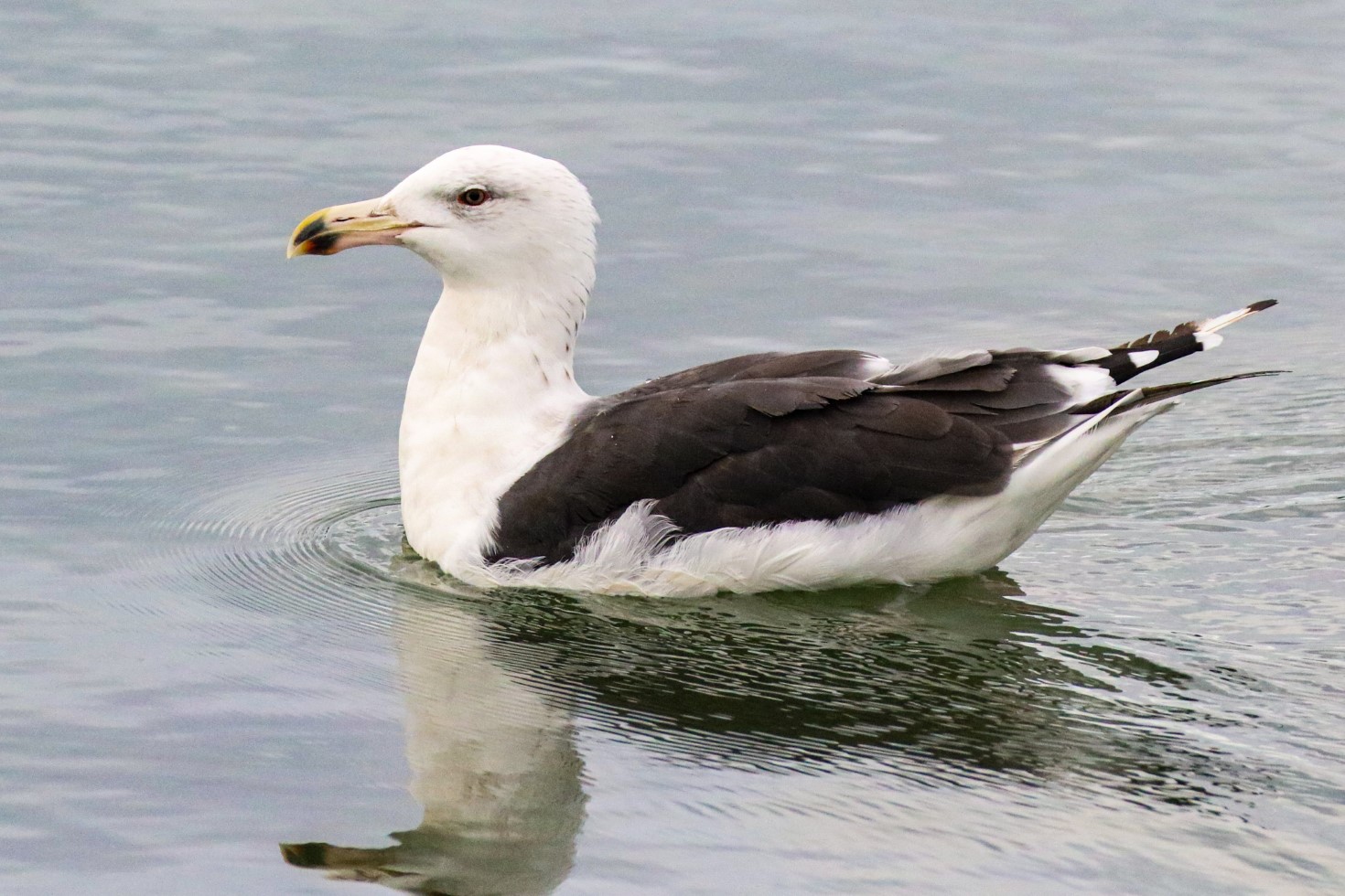 Birding Clonakilty, Birding West Cork, Bird Watching Cork