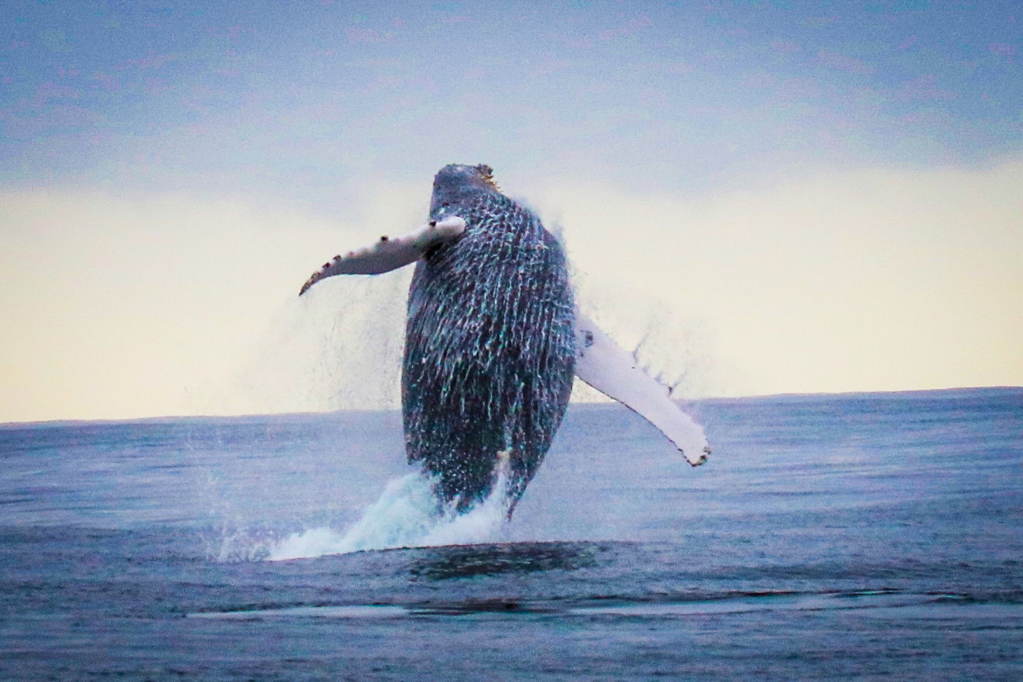 Birding Reen Pier, Bird Watching West Cork, Birding Cork