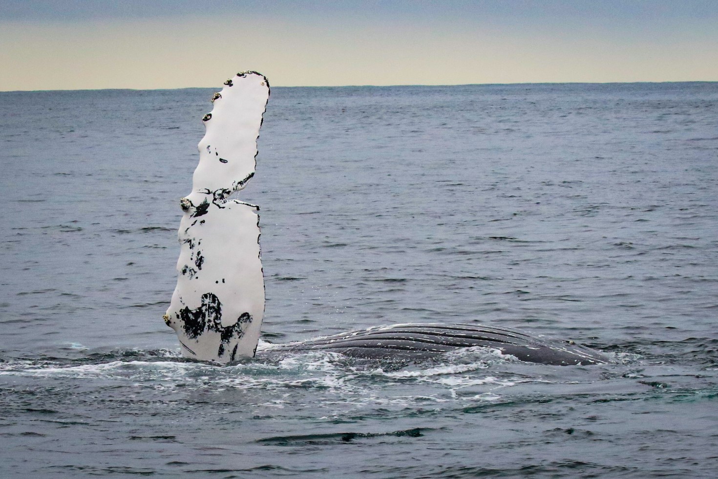 Birding Reen Pier, Bird Watching West Cork, Birding Cork
