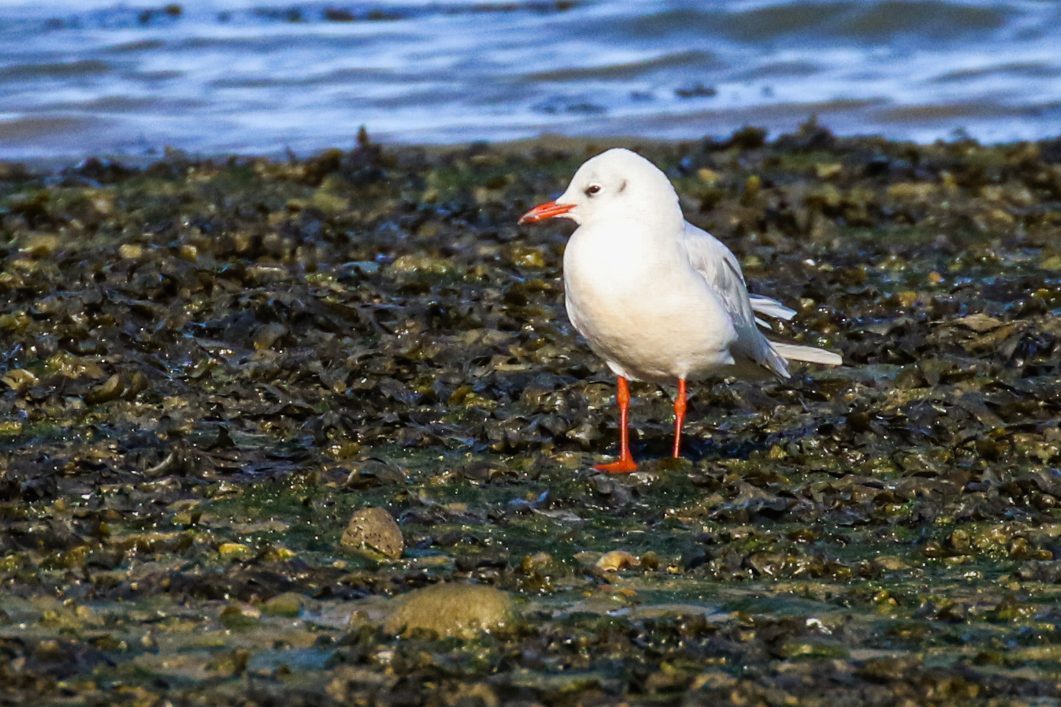 Bird Watching Rogerstown Estuary, Bird Watching Dublin