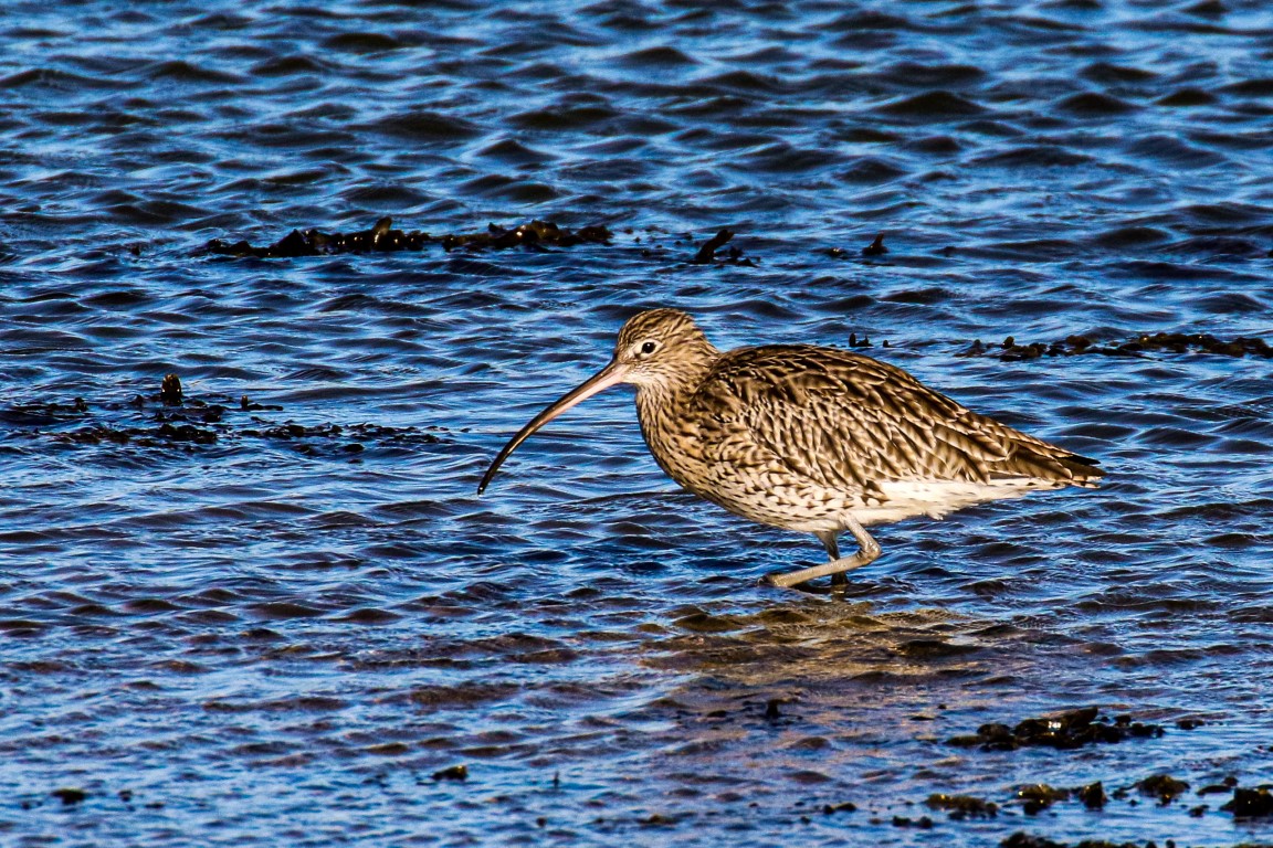 Bird Watching Rogerstown Estuary, Bird Watching Dublin