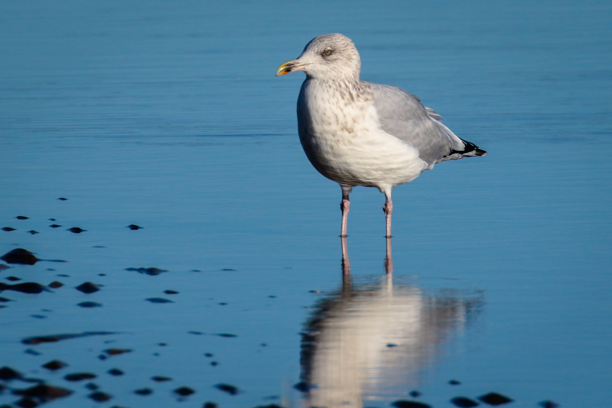 Bird Watching Rogerstown Estuary, Bird Watching Dublin