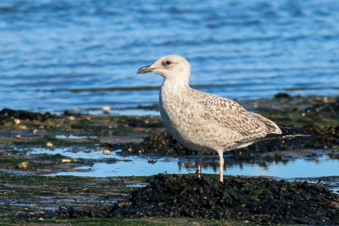 Bird Watching Rogerstown Estuary, Bird Watching Dublin
