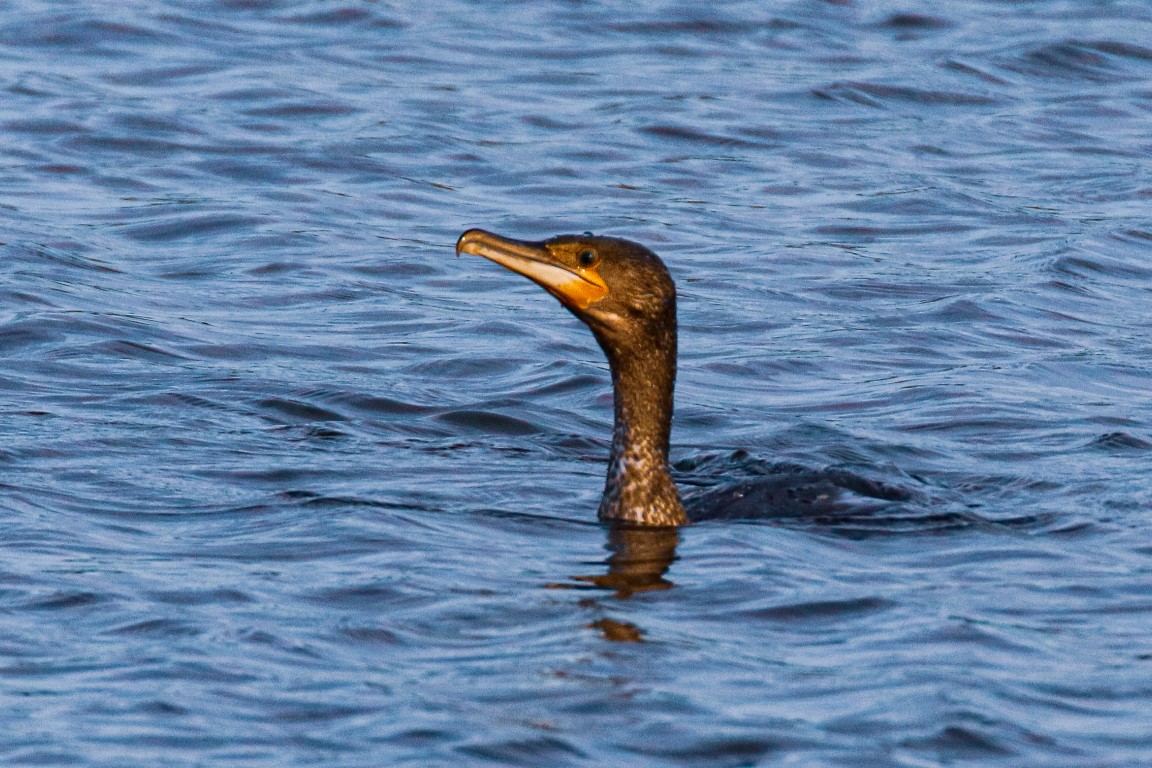 Birding Clonakilty, Birding West Cork, Bird Watching Cork