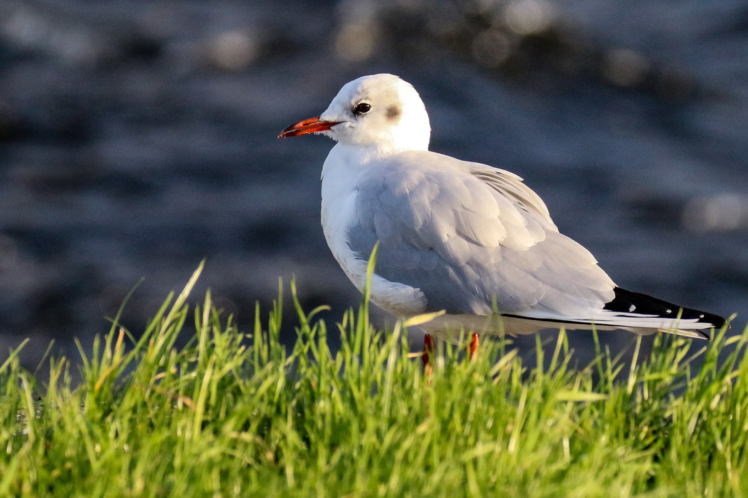 Birding Galway City, Bird Watching Galway, Nimmo Pier Galway