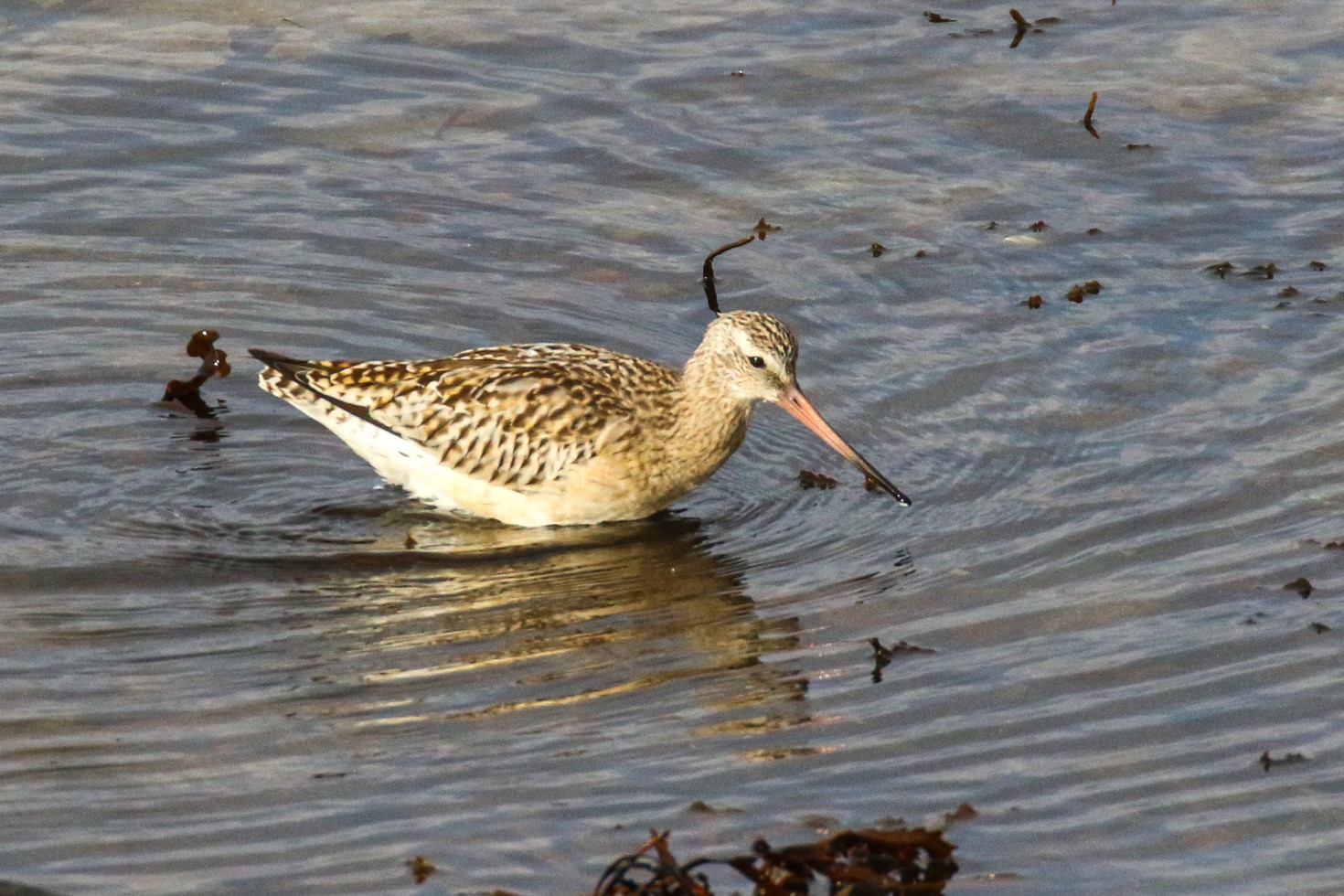 Birdwatching Galway, Birding Mutton Island Galway