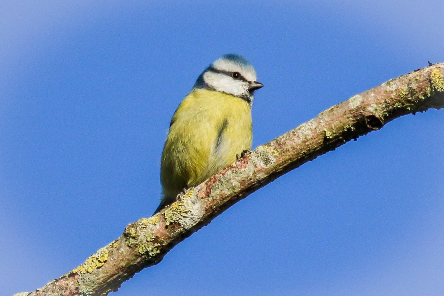 Bird Watching Lough Atalia Galway, Birding Galway City