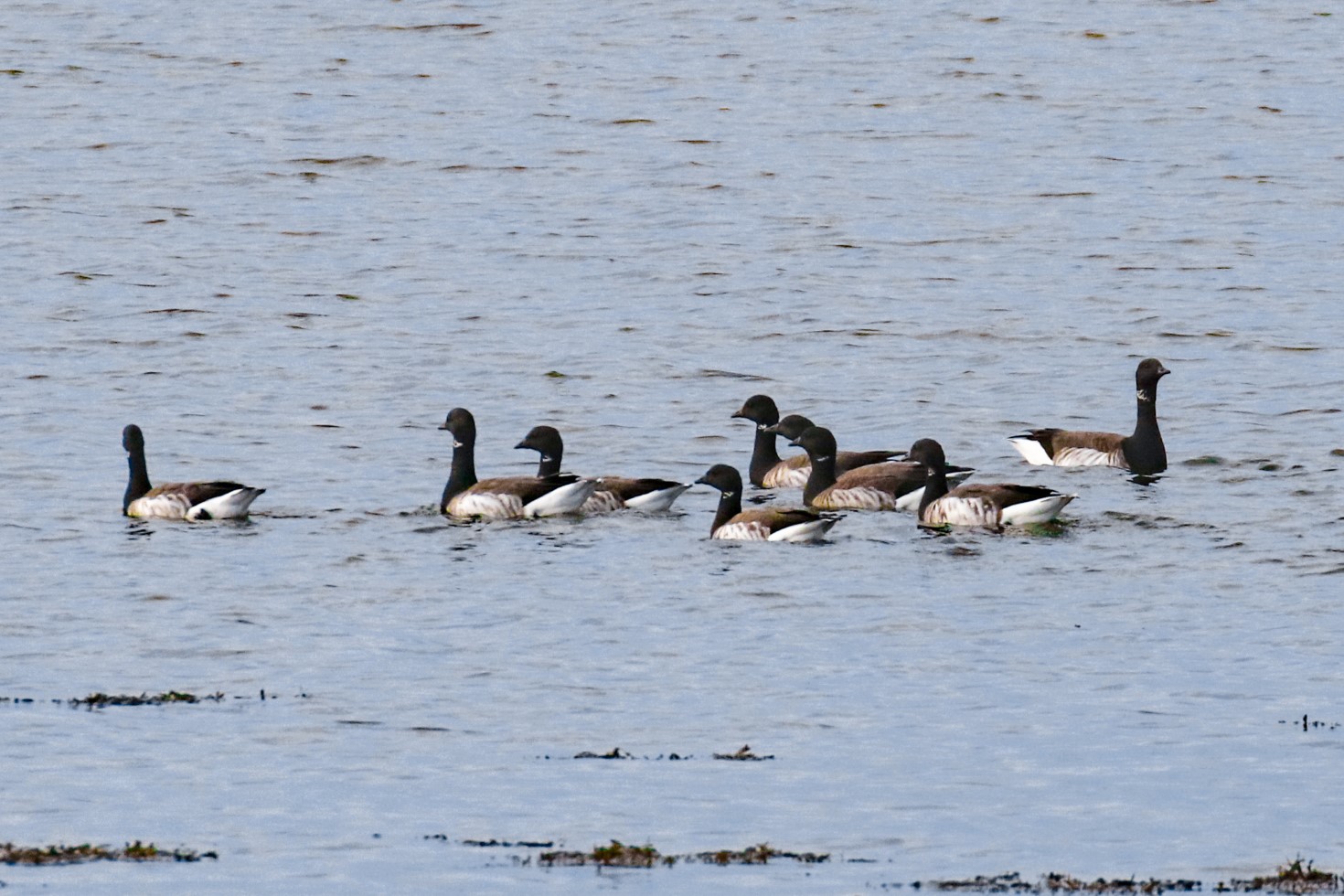 Birdwatching Galway, Birding Mutton Island Galway