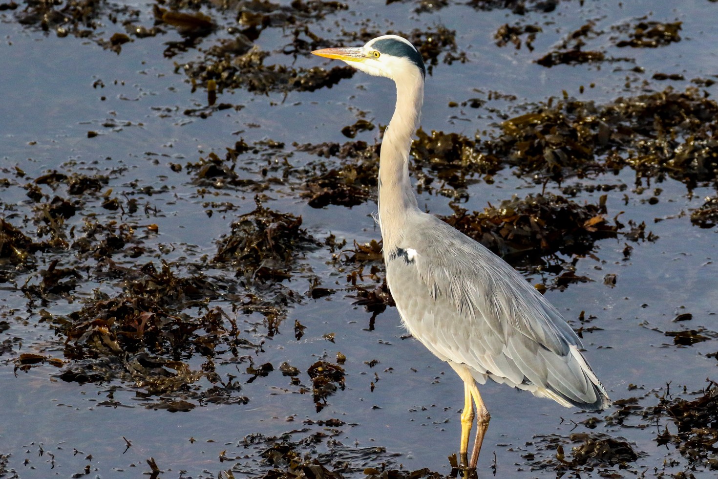 Birdwatching Galway, Birding Mutton Island Galway