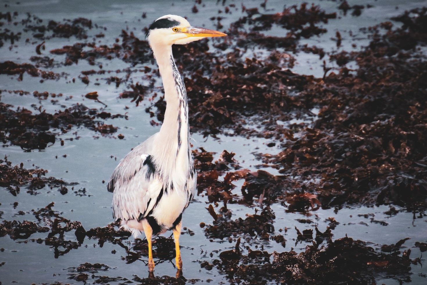Birdwatching Galway, Birding Mutton Island Galway