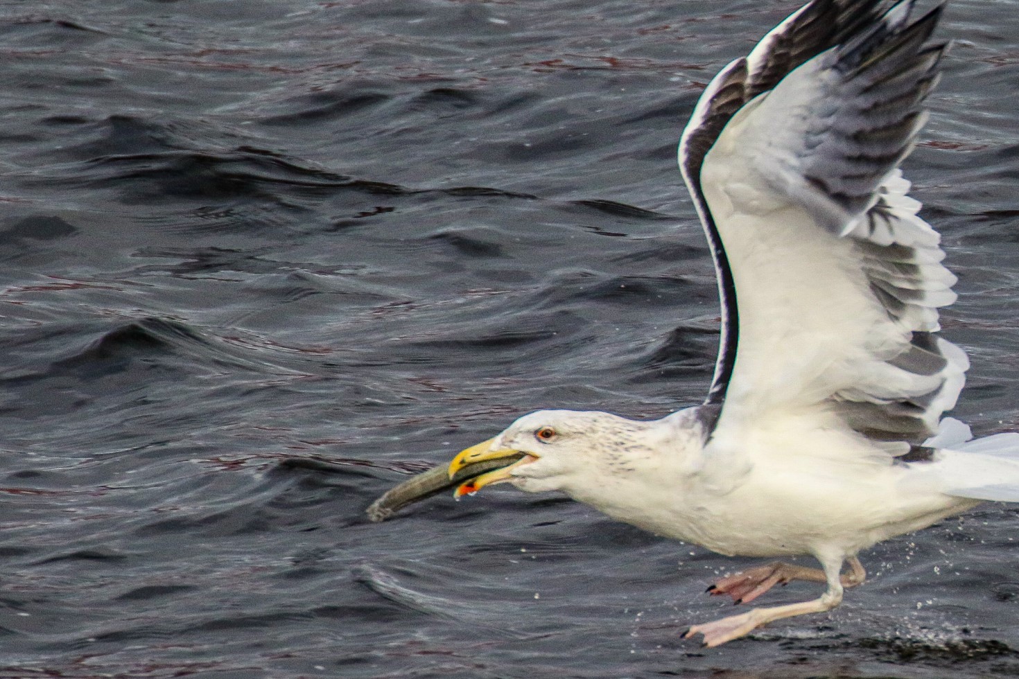 Birdwatching Galway, Birding Mutton Island Galway