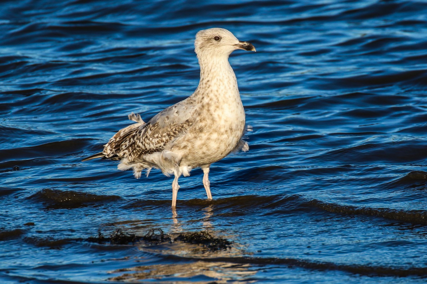 Bird Watching Ireland, Birding Kilcoole, Birding Wicklow