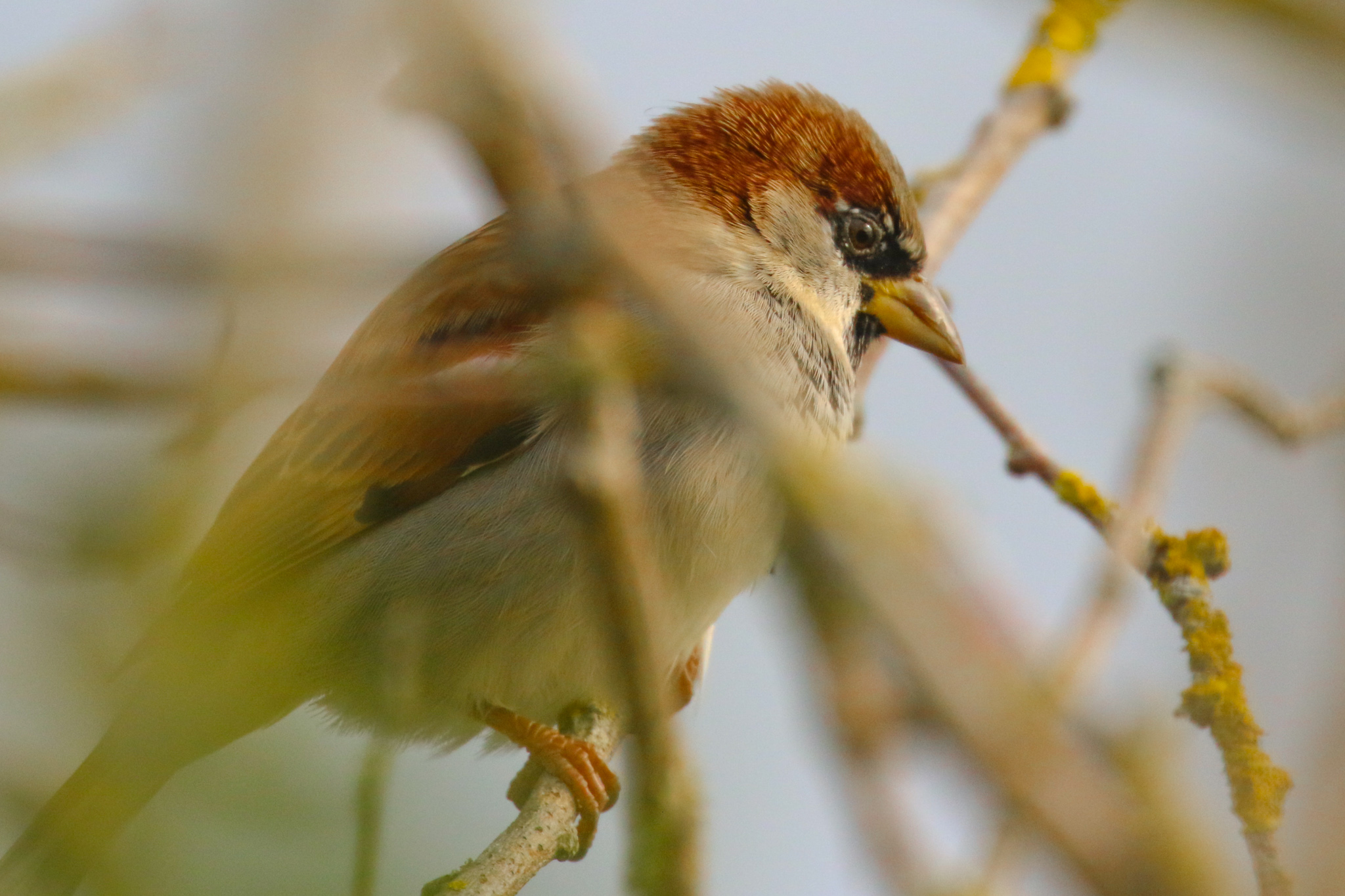 Bird Watching Lough Atalia Galway, Birding Galway City