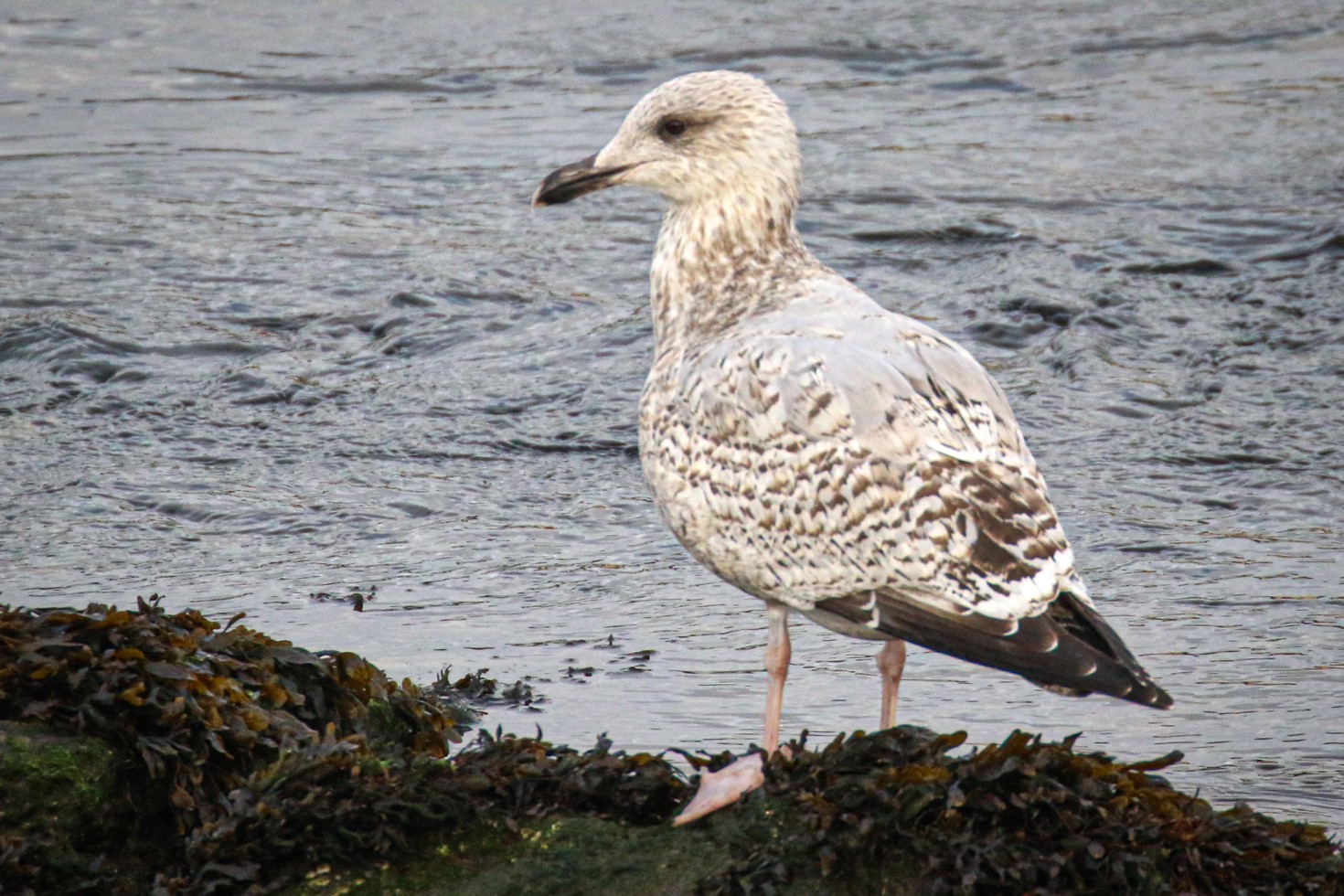 Birding Galway City, Bird Watching Galway, Nimmo Pier Galway