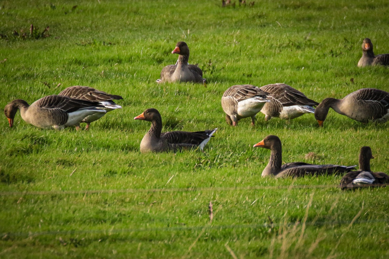 Bird Watching Ireland, Birding Kilcoole, Birding Wicklow