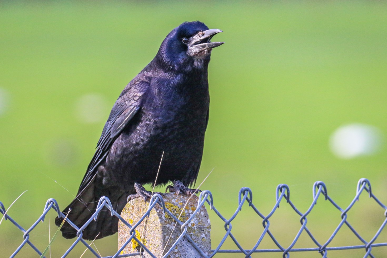 Bird Watching Ireland, Birding Kilcoole, Birding Wicklow