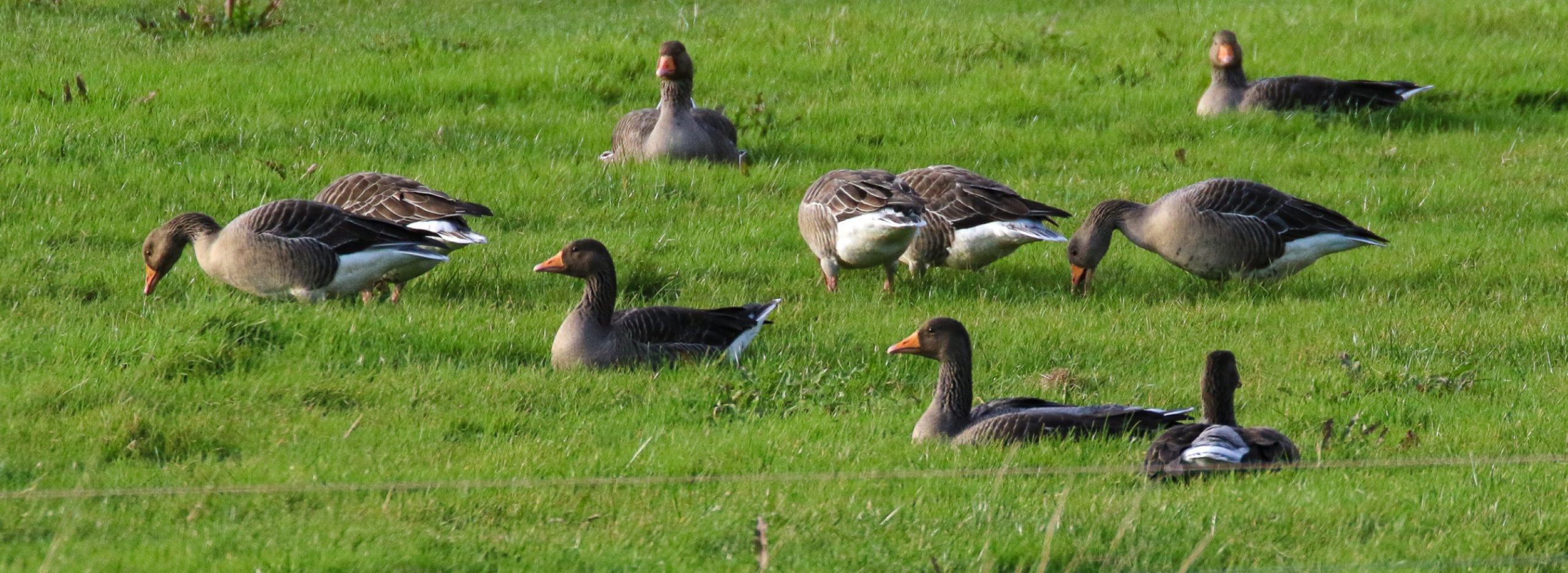 Bird Watching Ireland, Birding Kilcoole, Birding Wicklow