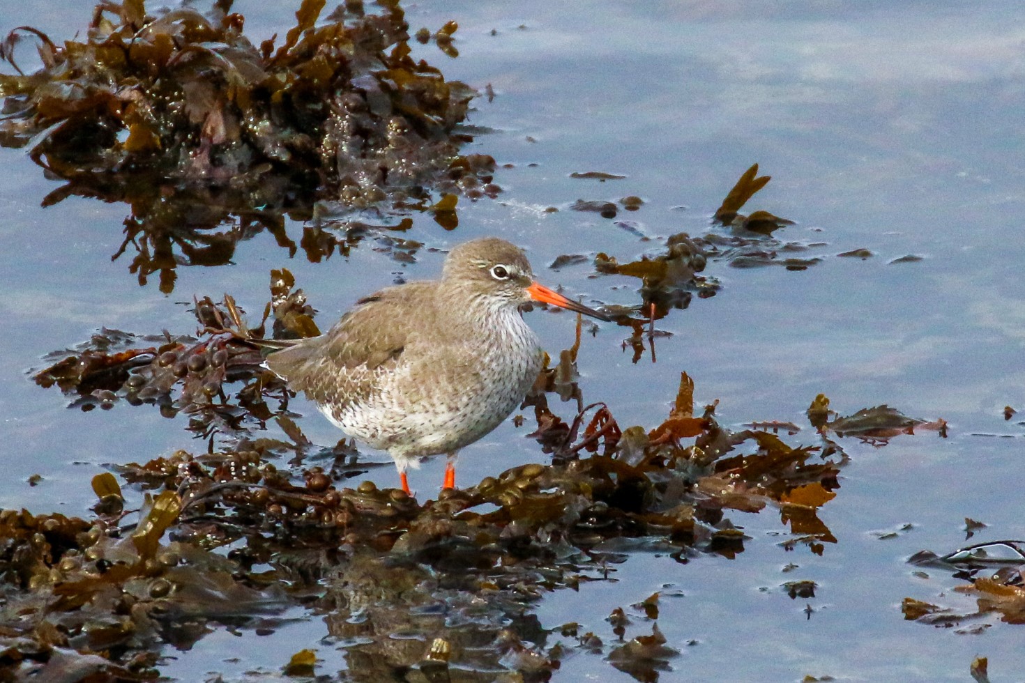 Birdwatching Galway, Birding Mutton Island Galway