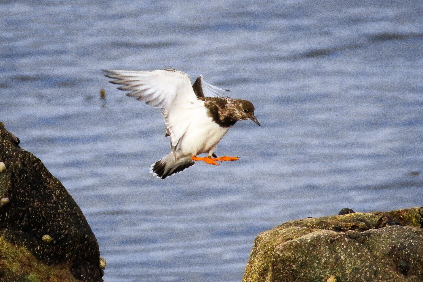 Birdwatching Galway, Birding Mutton Island Galway