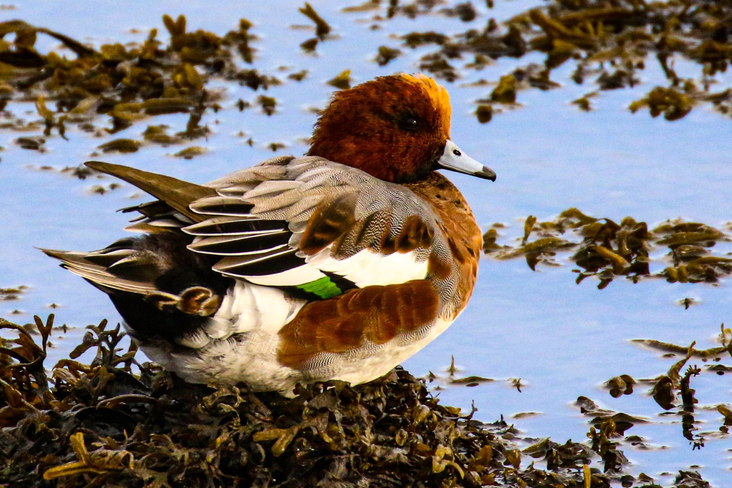 Bird Watching Lough Atalia Galway, Birding Galway City