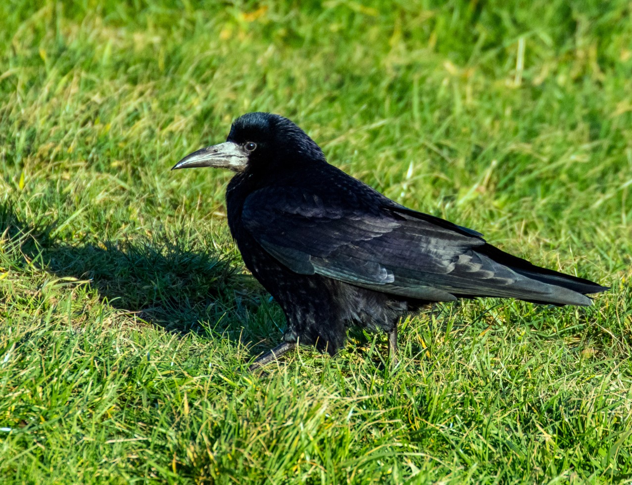 Birdwatching Wicklow, Birding Wicklow, Birdwatching Ireland