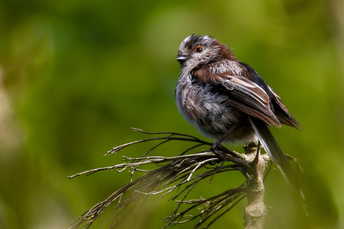 Go Birding in Dublin, 36 Birdwatching sites in Dublin