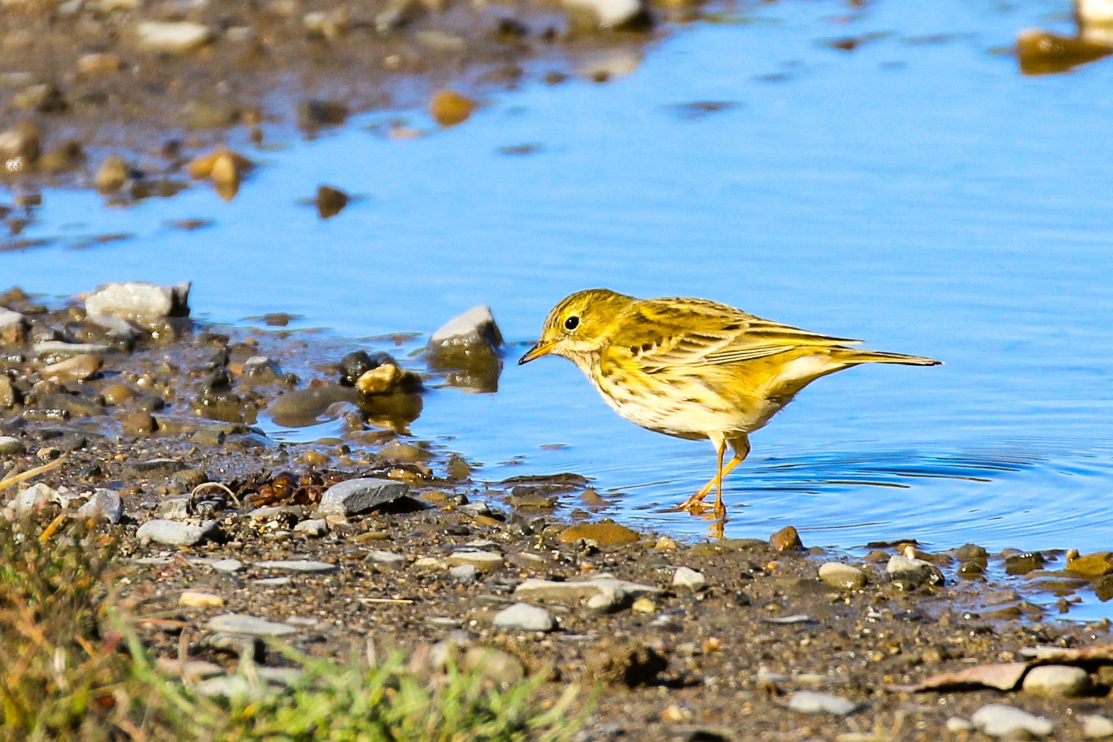Go Birding in Dublin, 36 Birdwatching sites in Dublin
