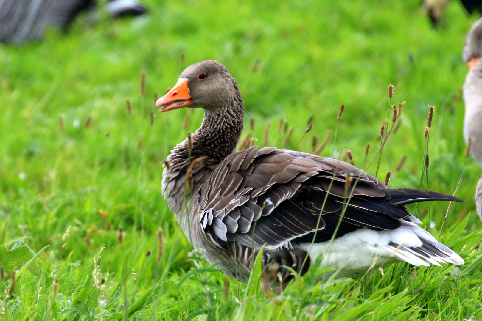 Bird Watching Ireland, Birding Wexford Wildfowl Reserve