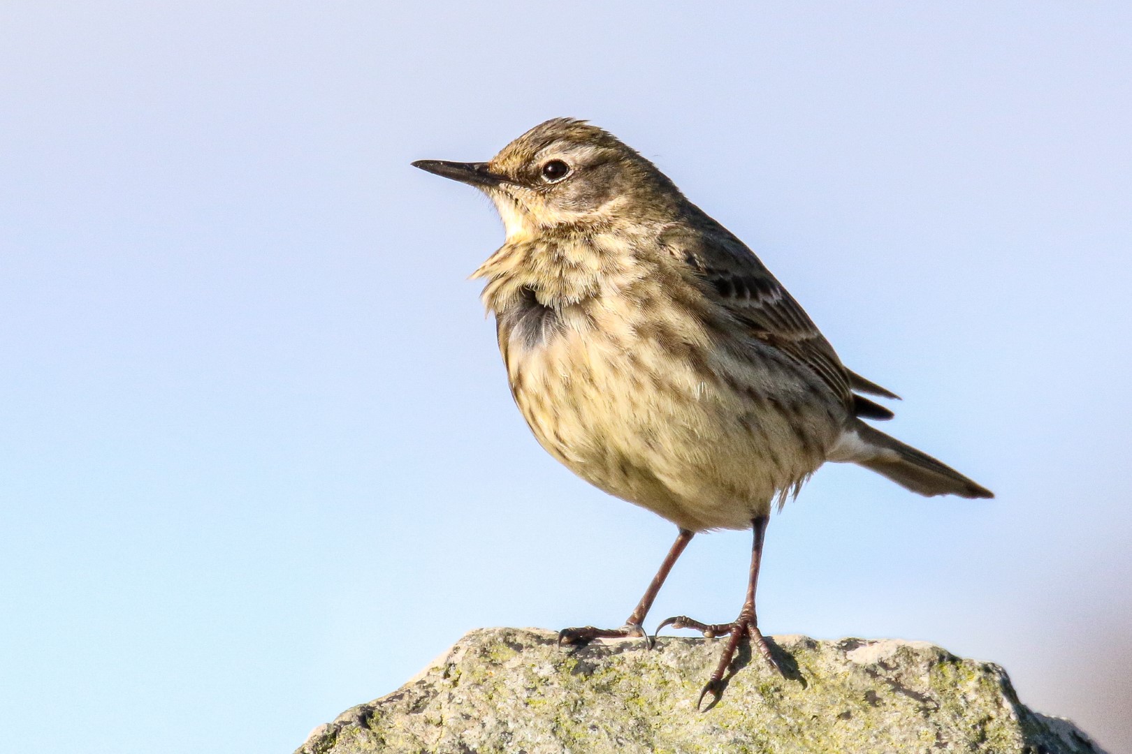 Birding Dublin, Birdwatching Balbriggan, Balbriggan Beach